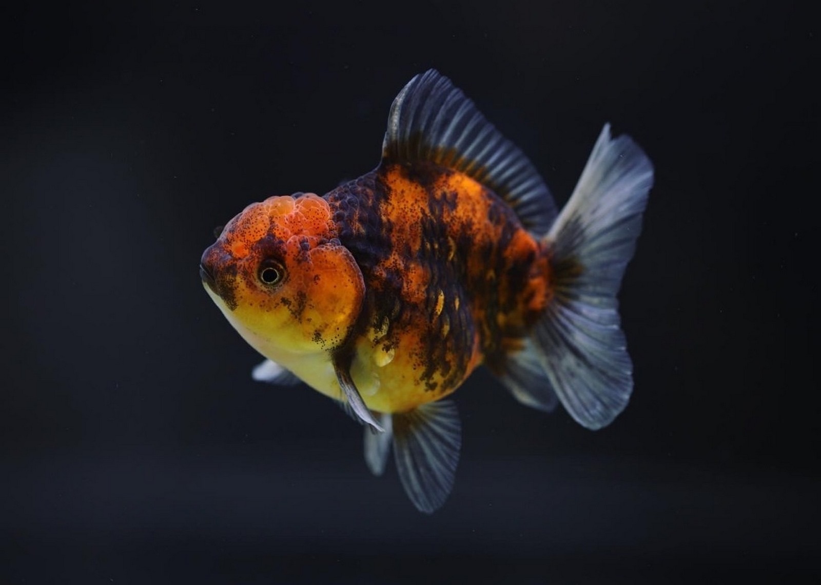 Carassius auratus auratus (Linnaeus, 1758)